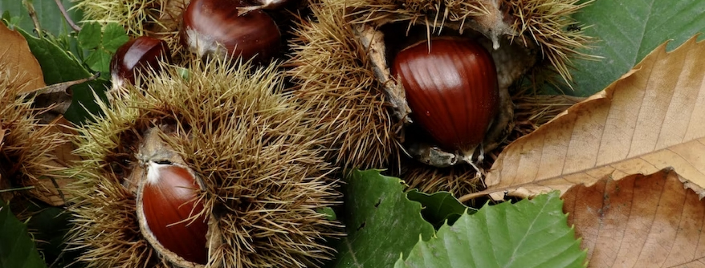 “Difendere la cultura del castagno”